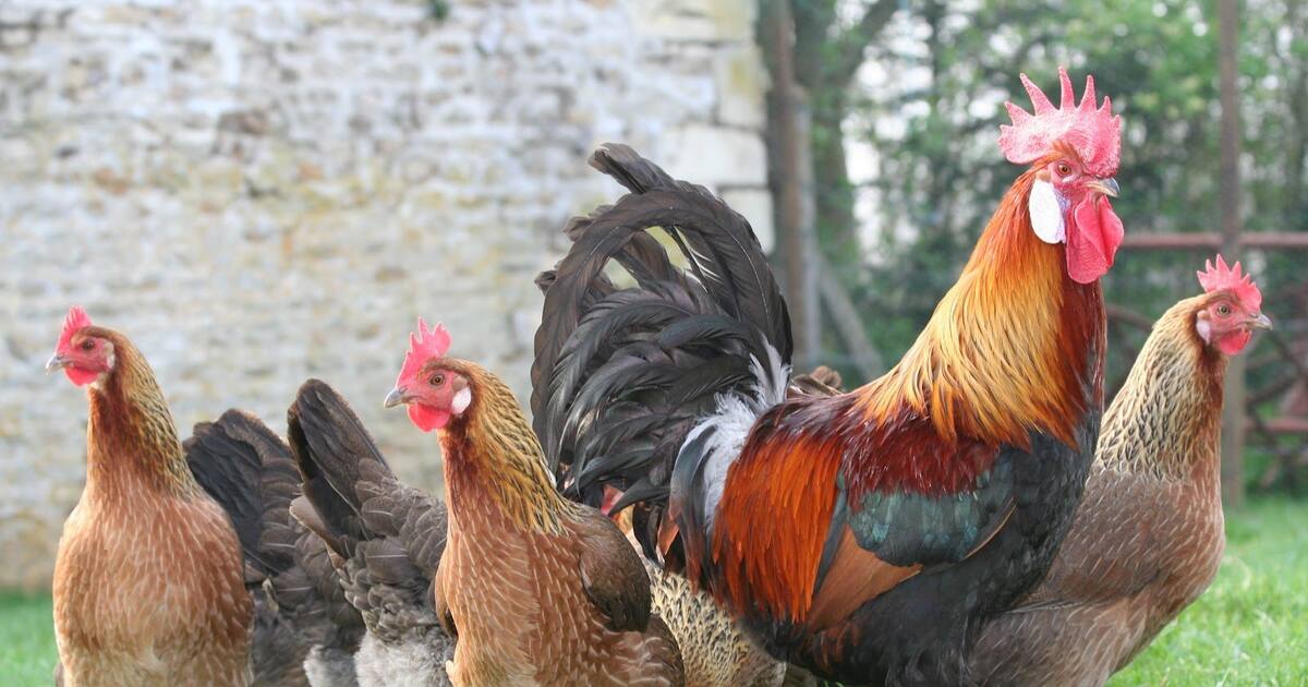 chicken fever: mass slaughter of chickens in chikkaballapur