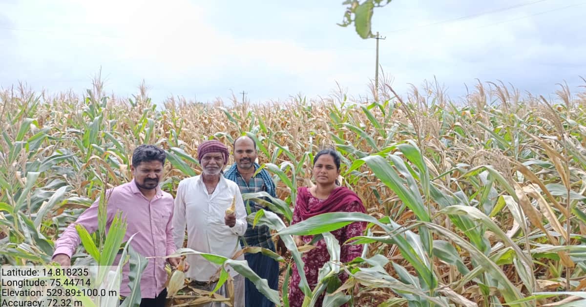 23 thousand hectares of crops damaged due to continuous rain - 23 ...