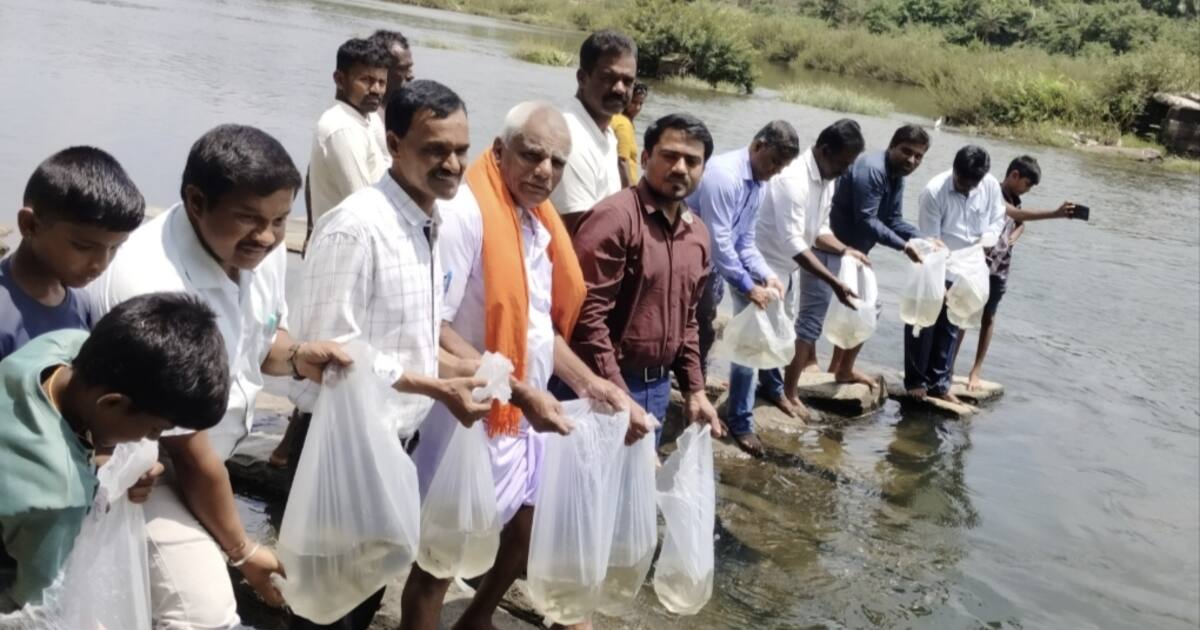 mahseer fish fry in the cauvery river