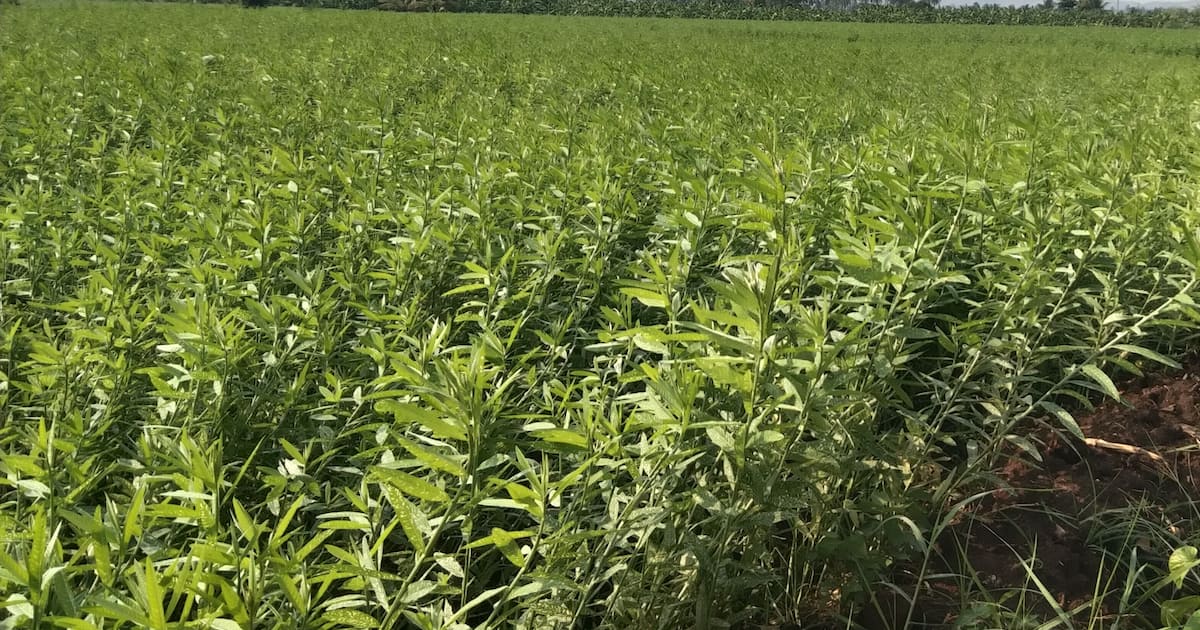 jute crop support to increase soil fertility - jute crop support to ...