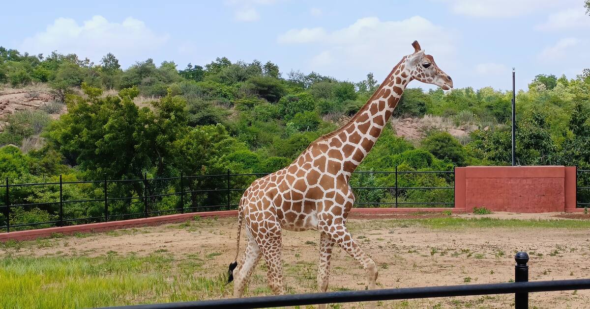 giraffe coming to vajpayee zoological park - giraffe coming to vajpayee ...