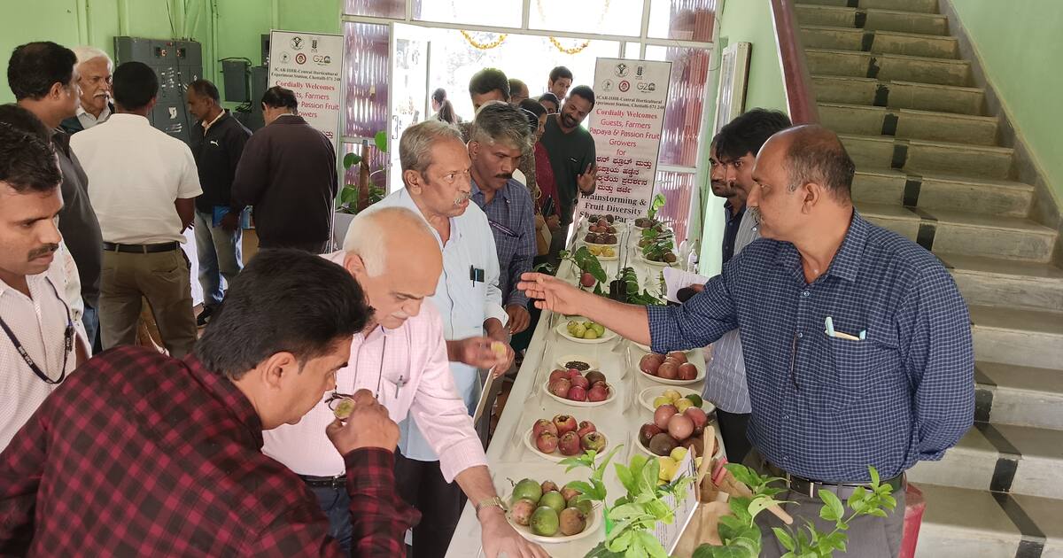 variety of fruits on display at chettali