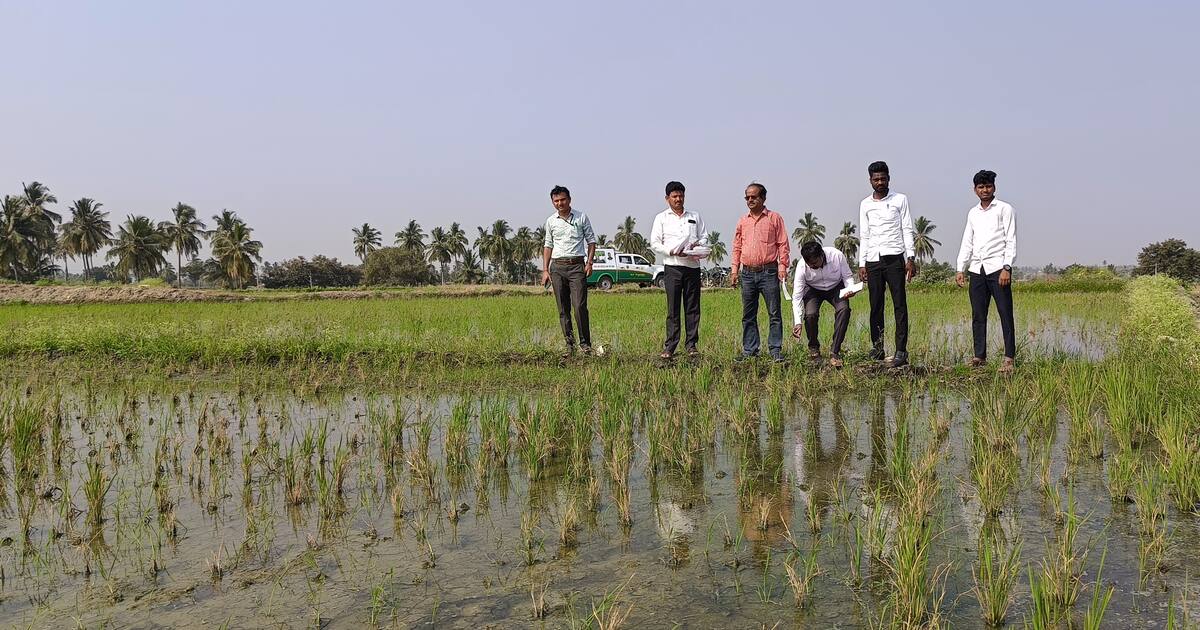 8 acres paddy fields destroyed a team of agricultural scientists visited