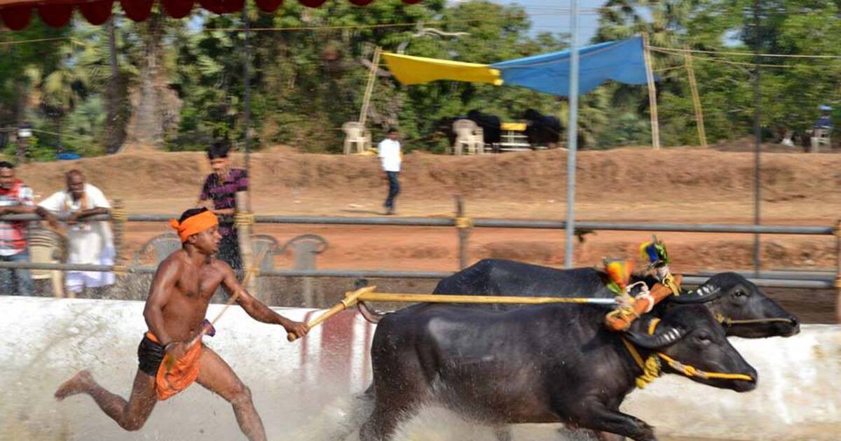 legal fight against peta writ petition mla ashok