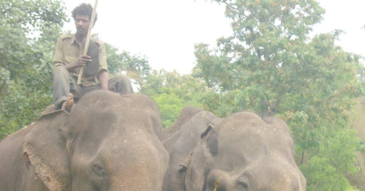 establishment of elephant camp on dakshina kannada-hassan border ...