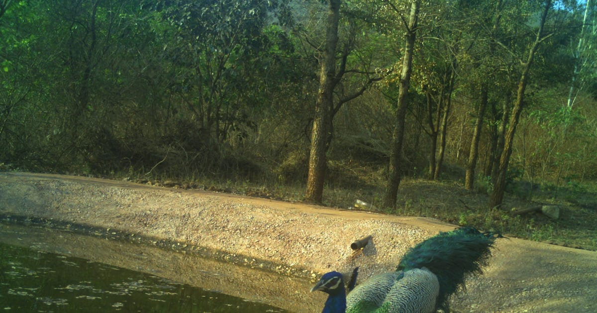 a water hole a cement trough to quench the thirst of wild animals