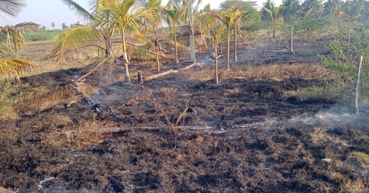 nut and coconut plantations burnt down due to fire