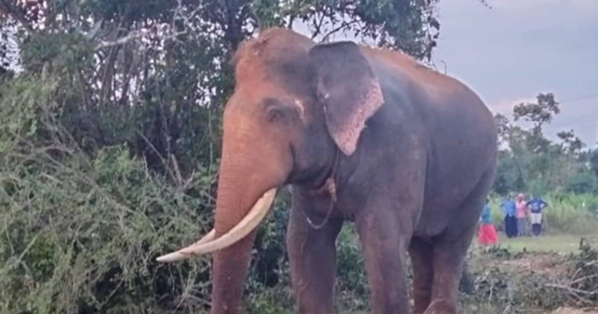 operation started to capture wild elephants - operation started to ...