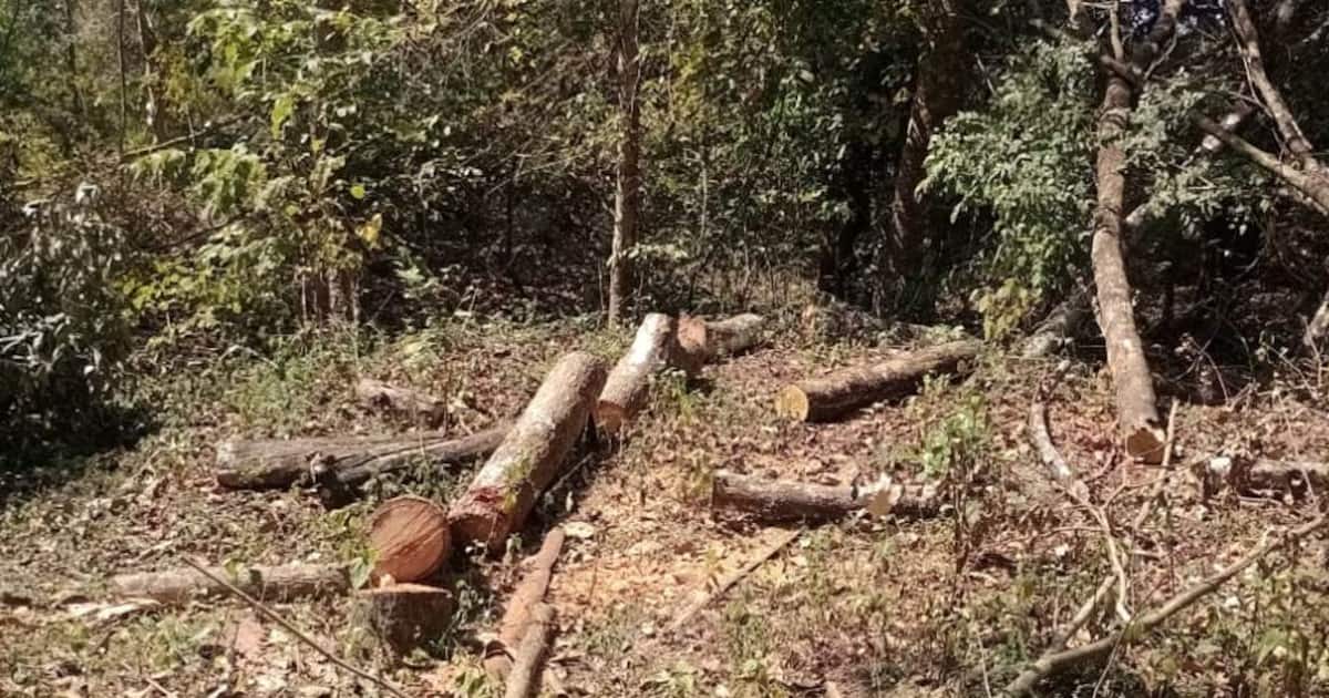 encroachment of forest in soraba also causes water scarcity ...