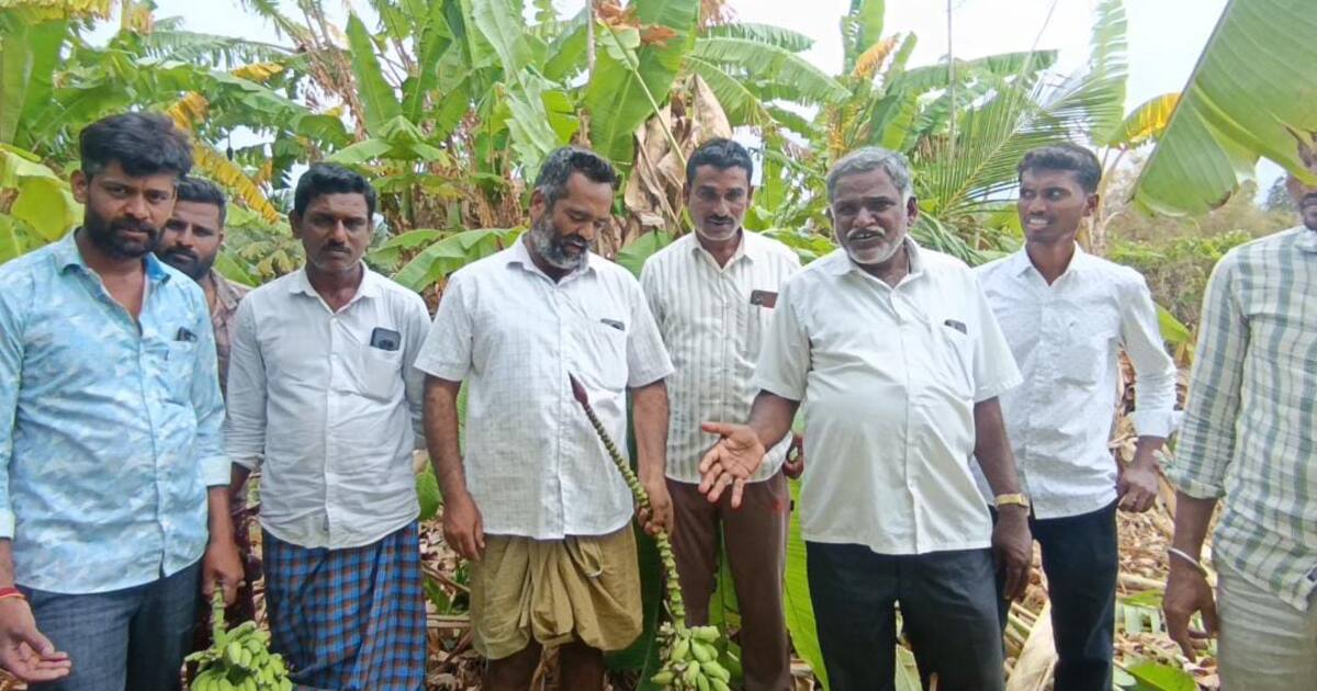 wild elephant attack: banana, corn farming equipment destroyed - wild ...