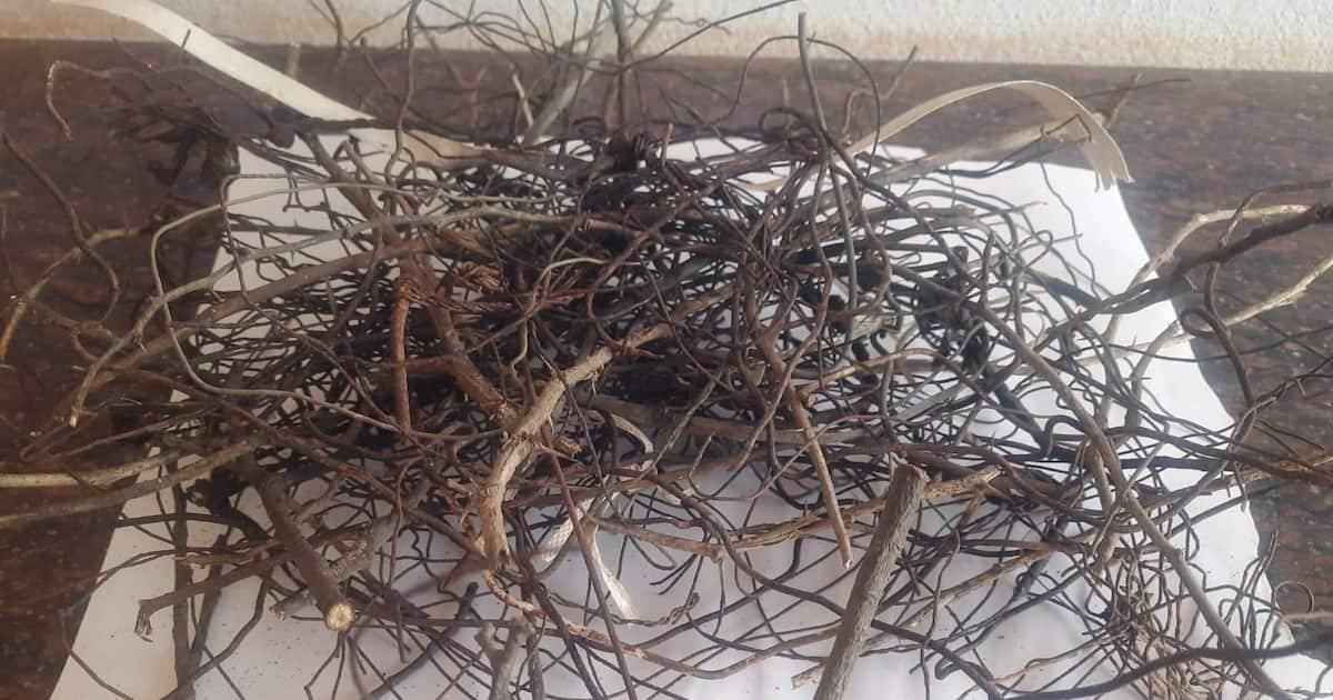 crows build their nests with iron wires