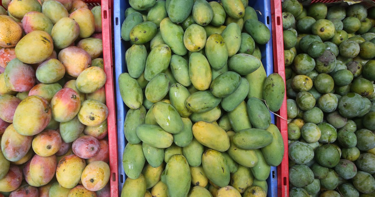 100 tons of mango sold in 4 days at the mango fair!