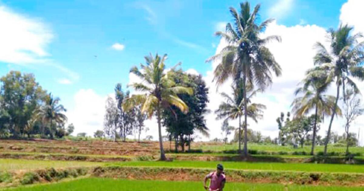 farmer suresh grew 'silk' like gold from a very small amount of rice