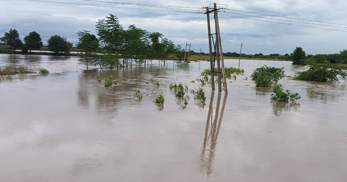 fears of crop damage due to rain again! - fears of crop damage due to ...