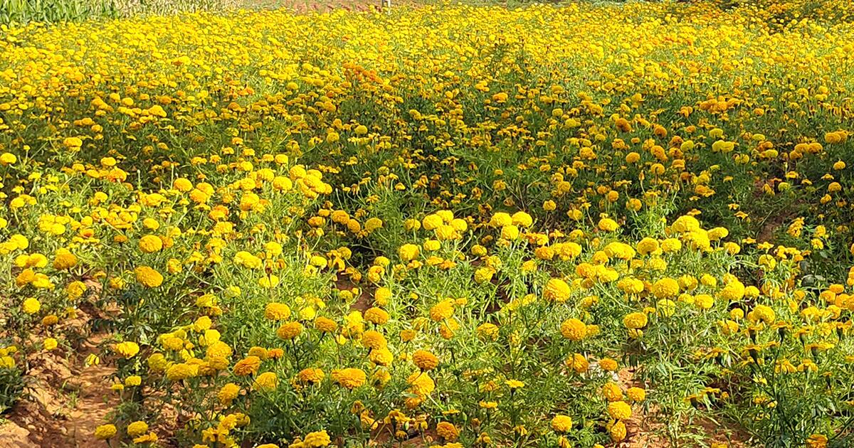 a ball flower that brings income to farmers