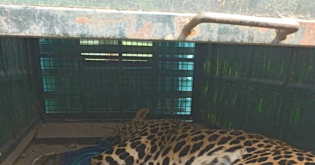 a wild boar came to hunt and captured a leopard stuck in a log